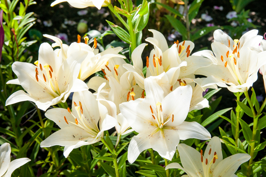 Lilien Wei Bedeutung